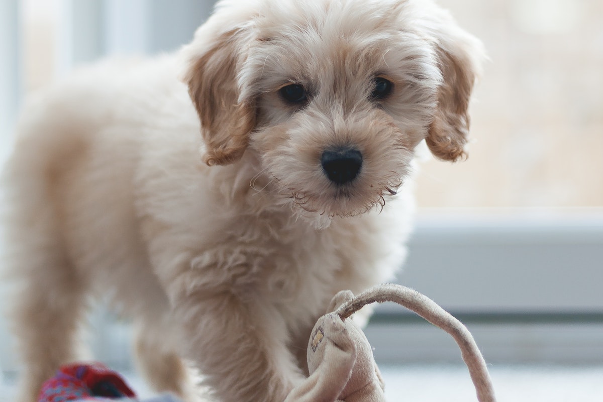 How Much Exercise Does a Cockapoo Need - And Its Importance How Much Exercise Does a Cockapoo Need - And Its Importance